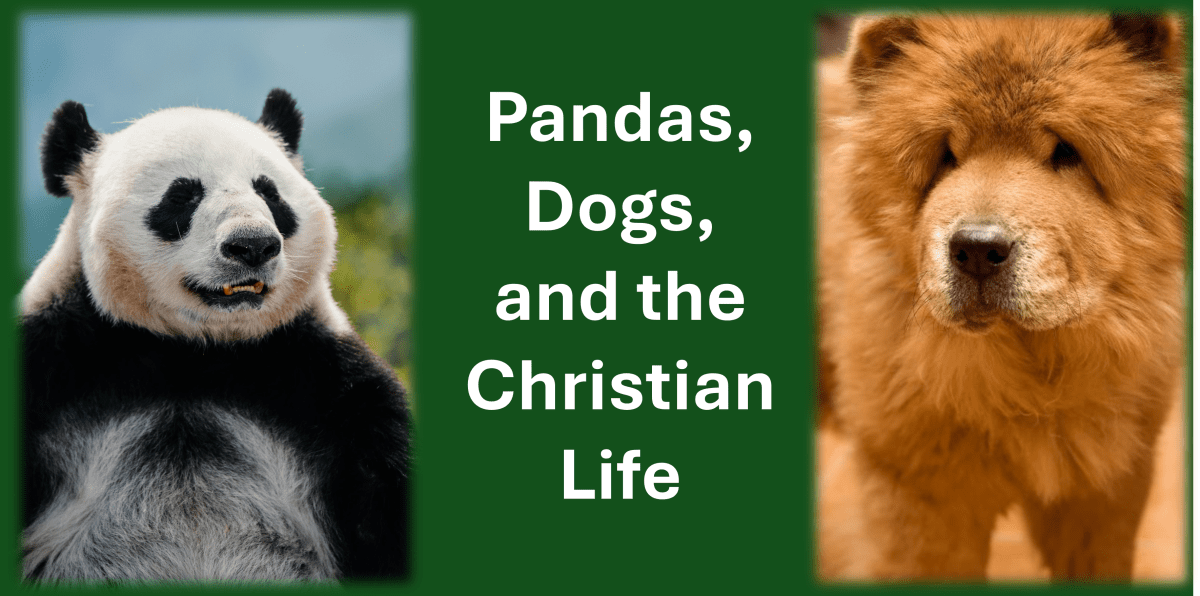 Pandas, Dogs, and the Christian Life – Lynn Pryor